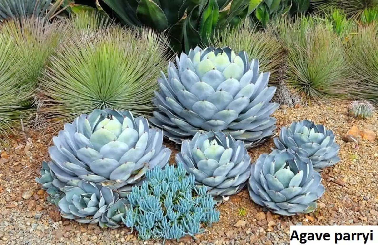 Agave parryi subsp. parryi - Parrys Agave - Quinta dos Ouriques