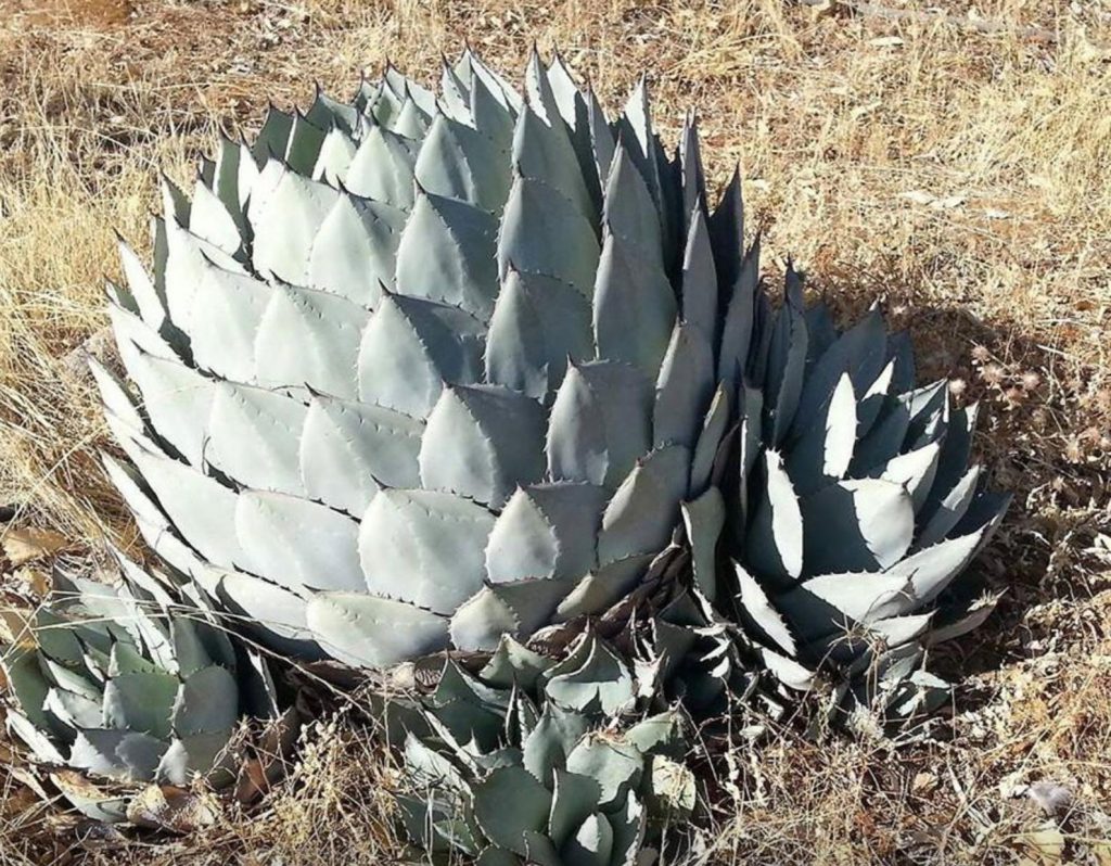 Agave parryi subsp. parryi - Parrys Agave - Quinta dos Ouriques
