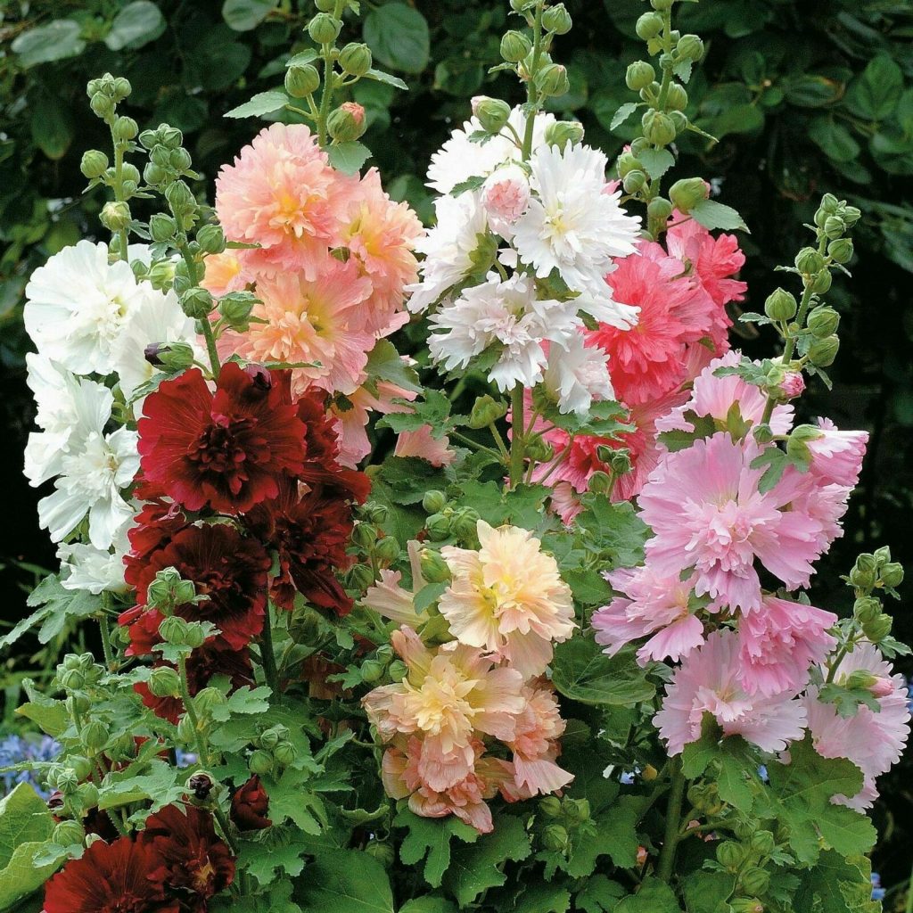 Alcea Rosea Chaters Double Carnival Mix Alcea Atl ia Royal Malva alcea-rosea-chaters-double-carnival-mix-alcea-atl-ia-royal-malva