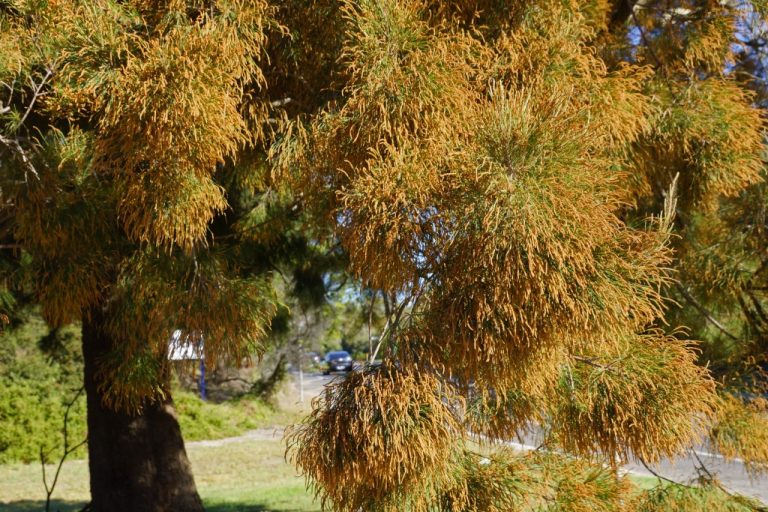 Allocasuarina verticillata – Drooping Sheoak – Quinta dos Ouriques
