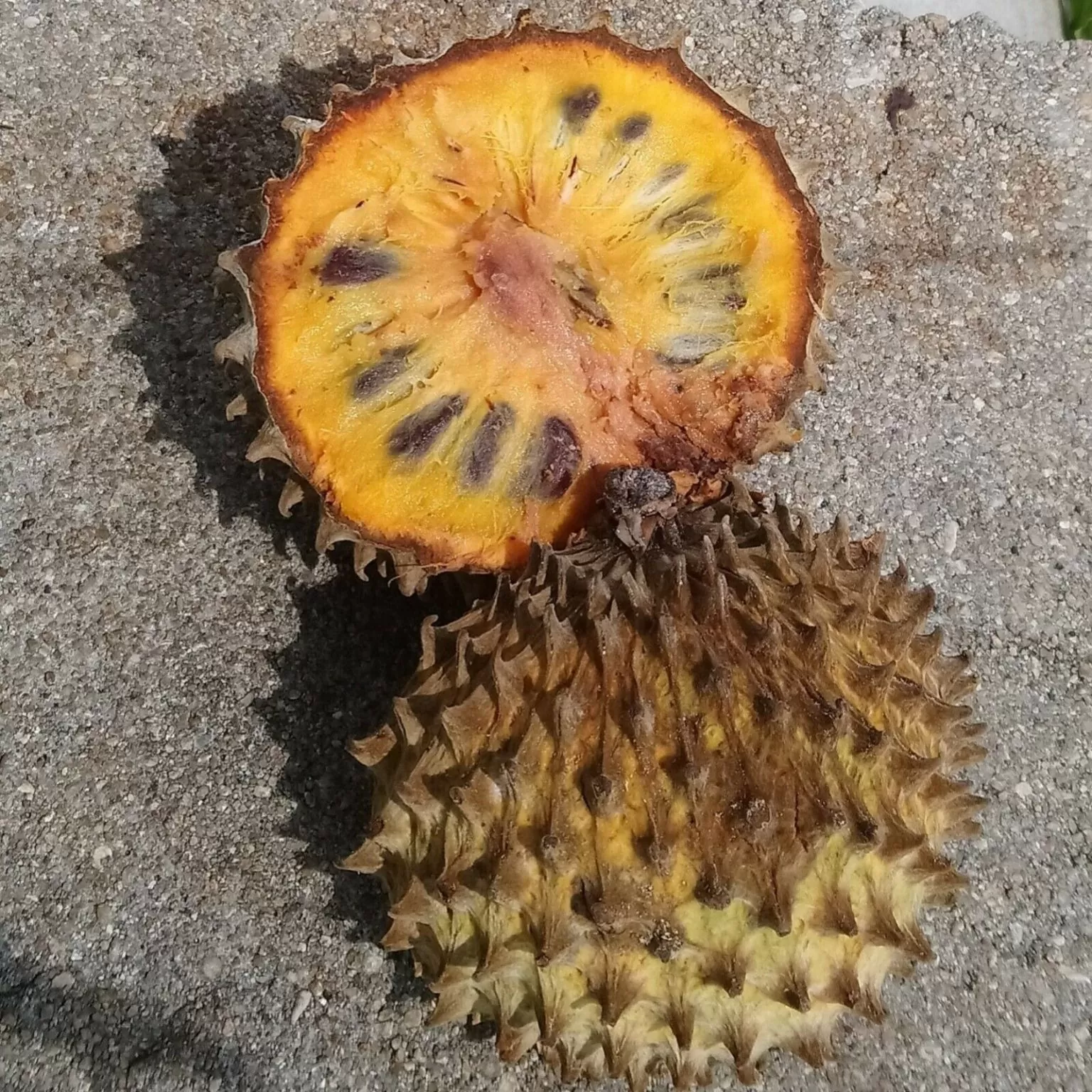 Annona Purpurea – Soncoya, Yellow Ilama, chinkuya – Quinta dos Ouriques