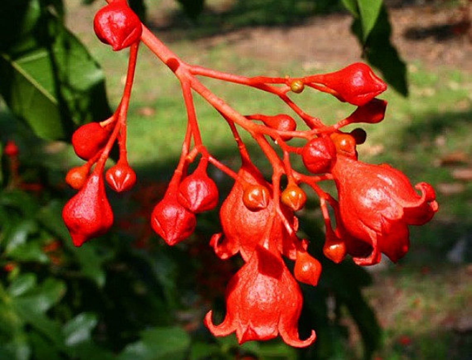 Brachychiton acerifolius – Illawarra Flame Tree – Quinta dos Ouriques