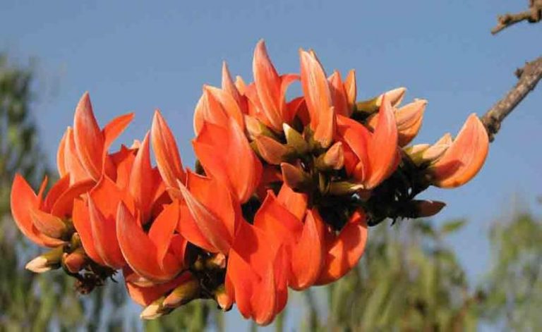 Butea monosperma - Flame of the Forest, Parrot Tree - Quinta dos Ouriques