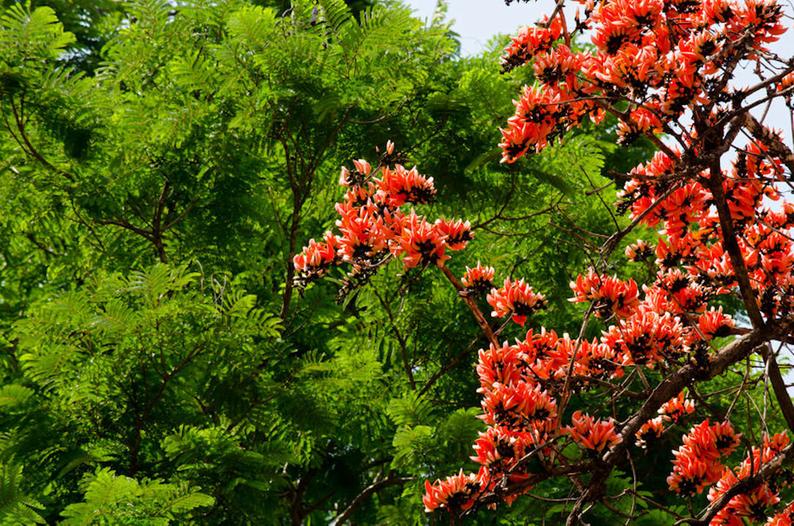 Butea monosperma - Flame of the Forest, Parrot Tree - Quinta dos Ouriques