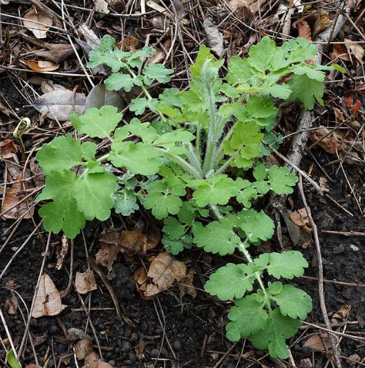 Chelidonium majus - Swallow weed, celandine, wart weed, callus weed ...