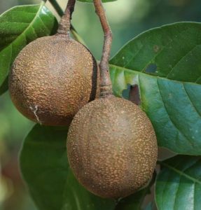 Chukrasia tabularis - White cedar, Indian mahogany, Indian sequoia ...
