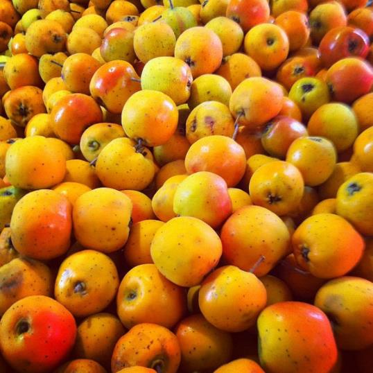 Crataegus Mexicana – Heart Plant, Mexican Punch, Tejocote, Hawthorn ...