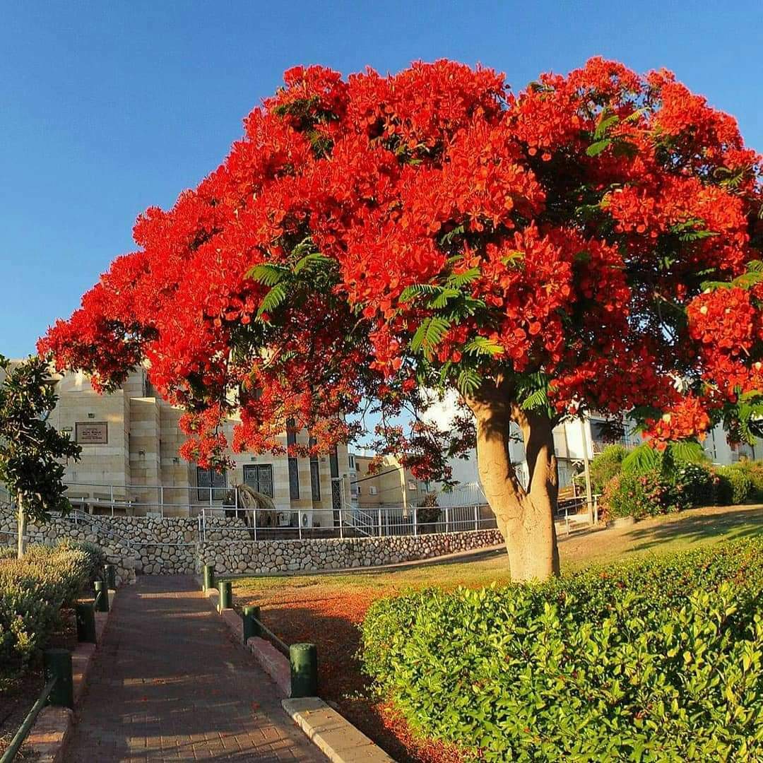 Delonix regia – Flamboyant, Royal Poinciana – Quinta dos Ouriques