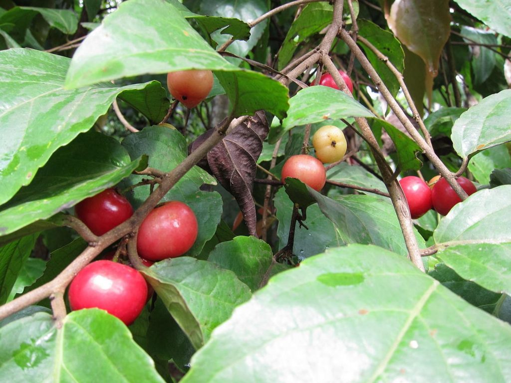 Flacourtia jangomas - Indian Coffee Plum, Runealma Plum - Quinta dos ...