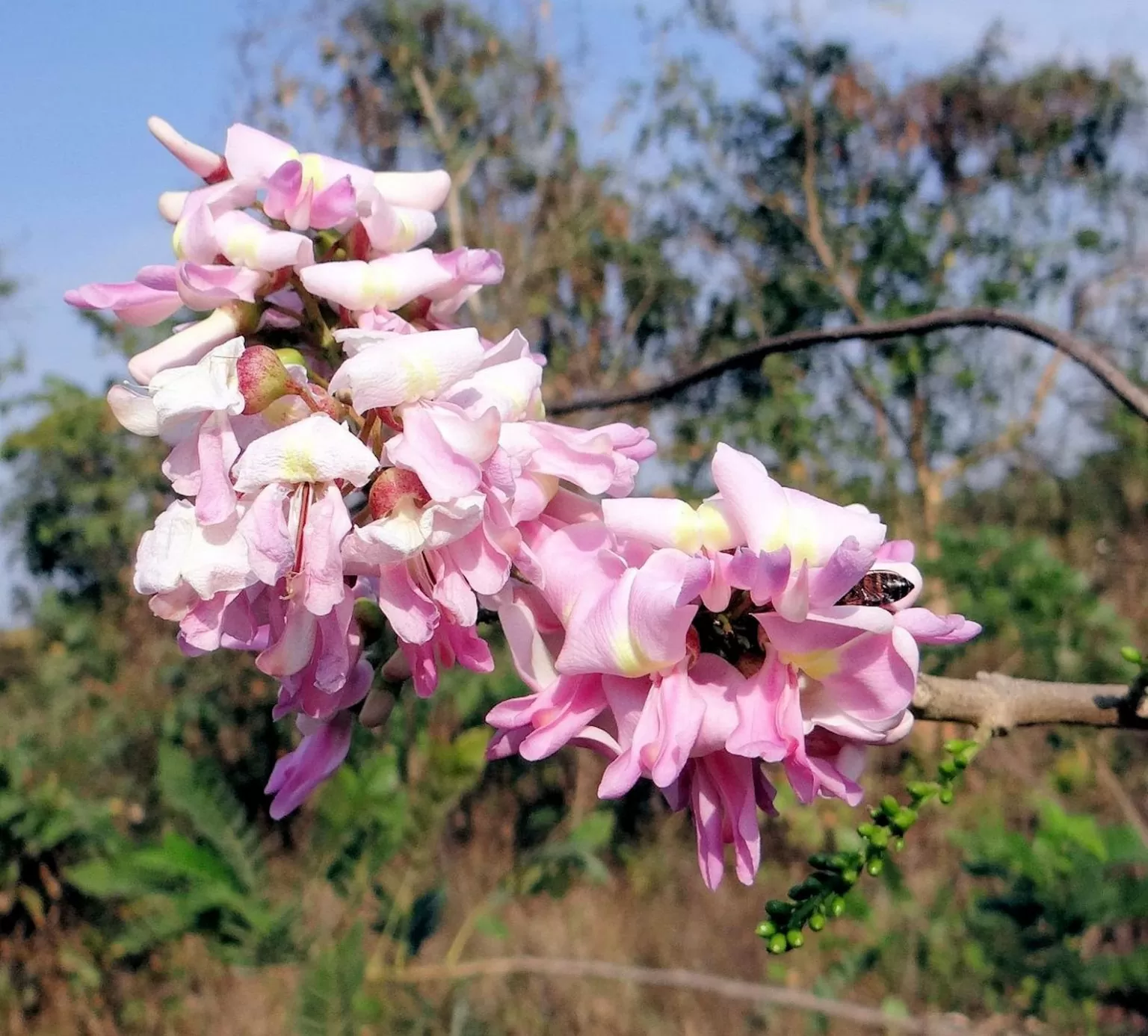 Gliricidia sepium – Quickstick – Quinta dos Ouriques