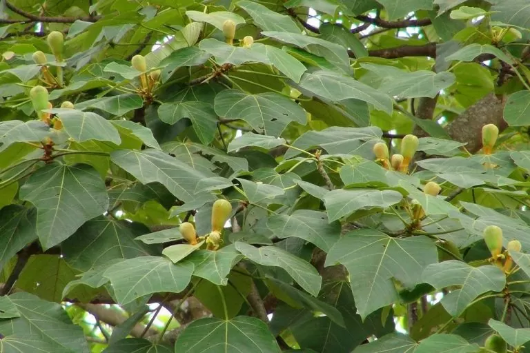Ochroma pyramidale – Balsa tree – Quinta dos Ouriques