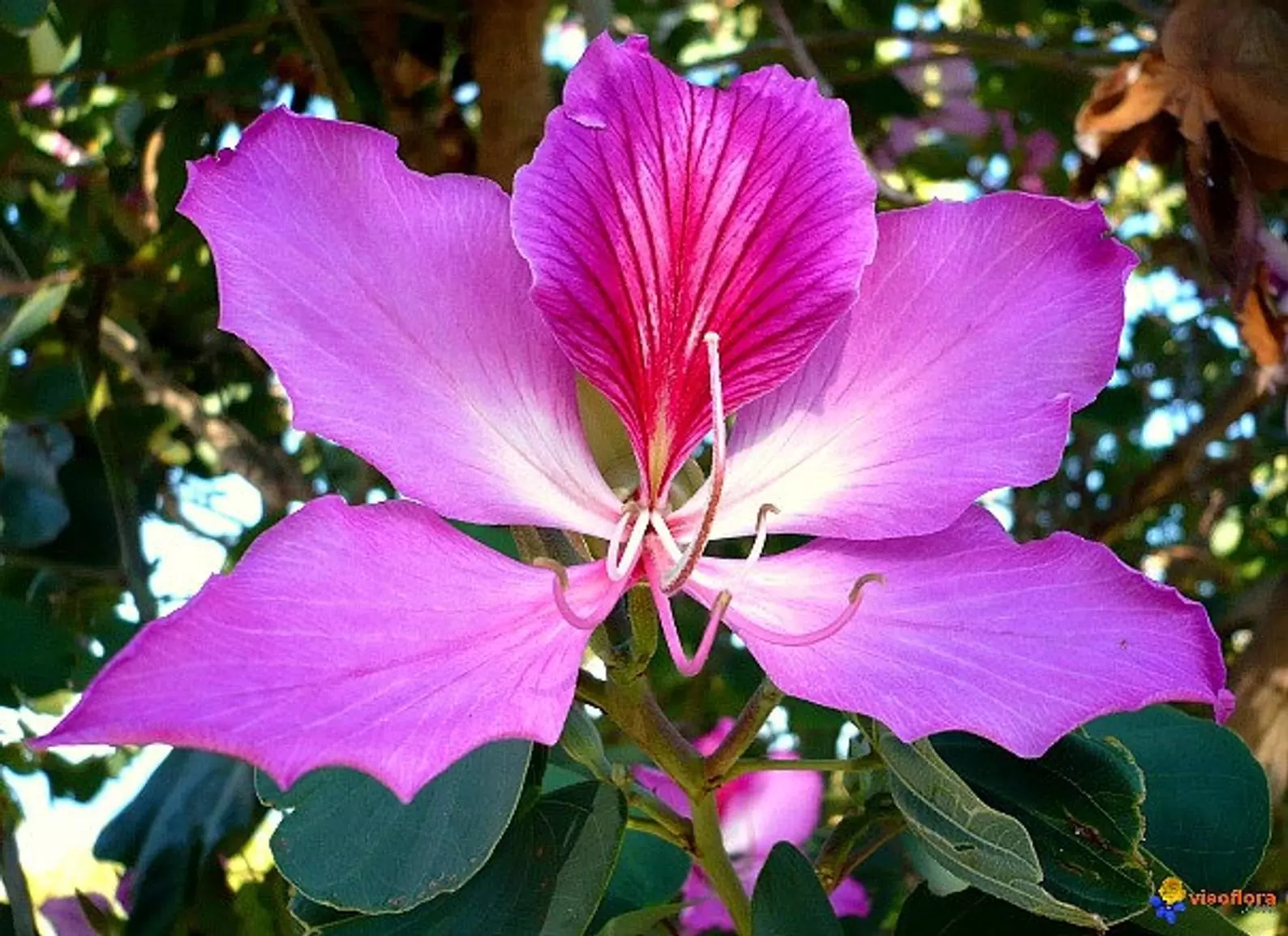 Bauhinia purpurea – Purple Orchid Tree – Quinta dos Ouriques
