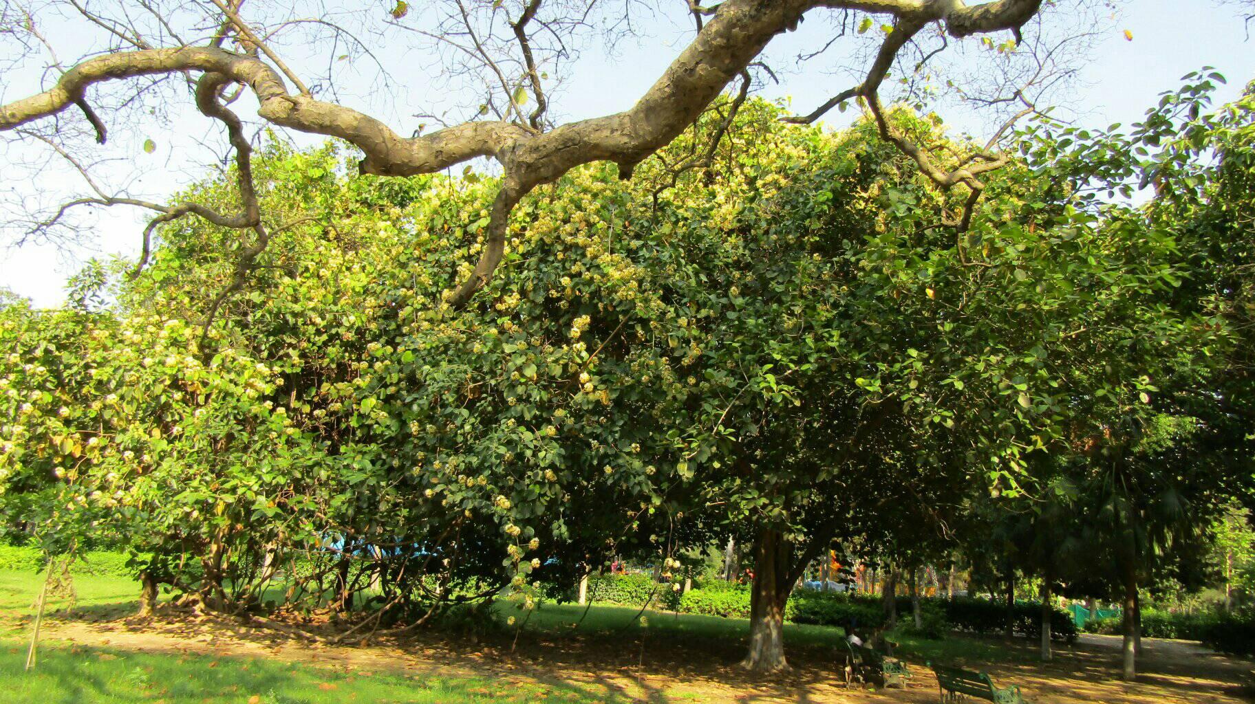 Bauhinia vahlii - Malu Creeper, Adda Leaf, Pahur Camels Foot Creeper ...