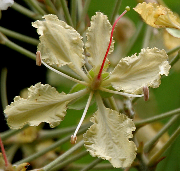 Bauhinia vahlii - Malu Creeper, Adda Leaf, Pahur Camels Foot Creeper ...