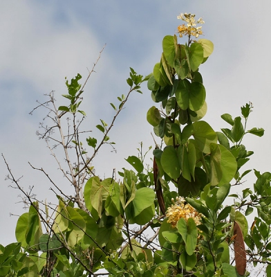 Bauhinia vahlii - Malu Creeper, Adda Leaf, Pahur Camels Foot Creeper ...