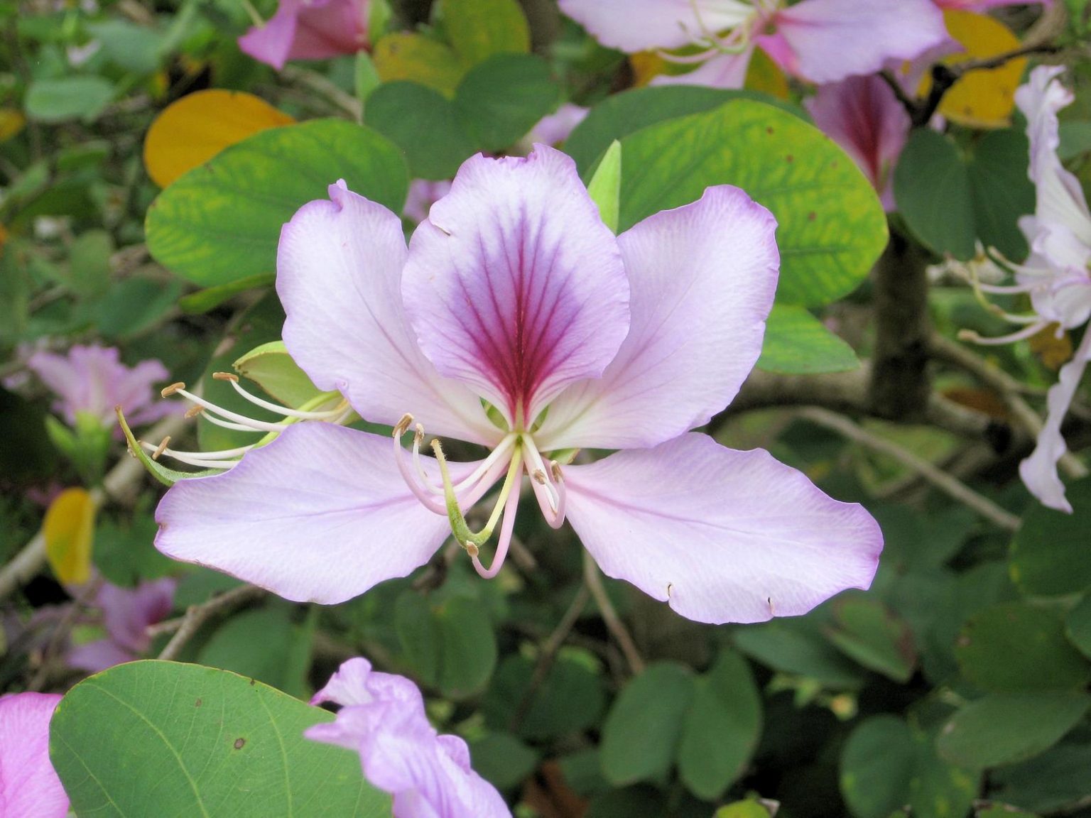Bauhinia variegata - Pink Orchid Tree - Quinta dos Ouriques