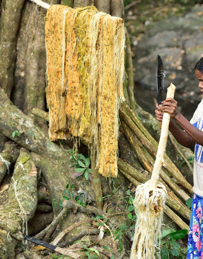 Acacia caesia - Palinja, Incha, Soap bark - Quinta dos Ouriques