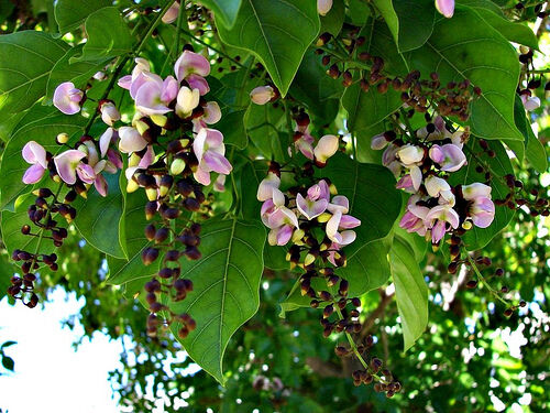 Millettia pinnata / Pongamia pinnata – Indian Beech Tree, Honge Tree ...