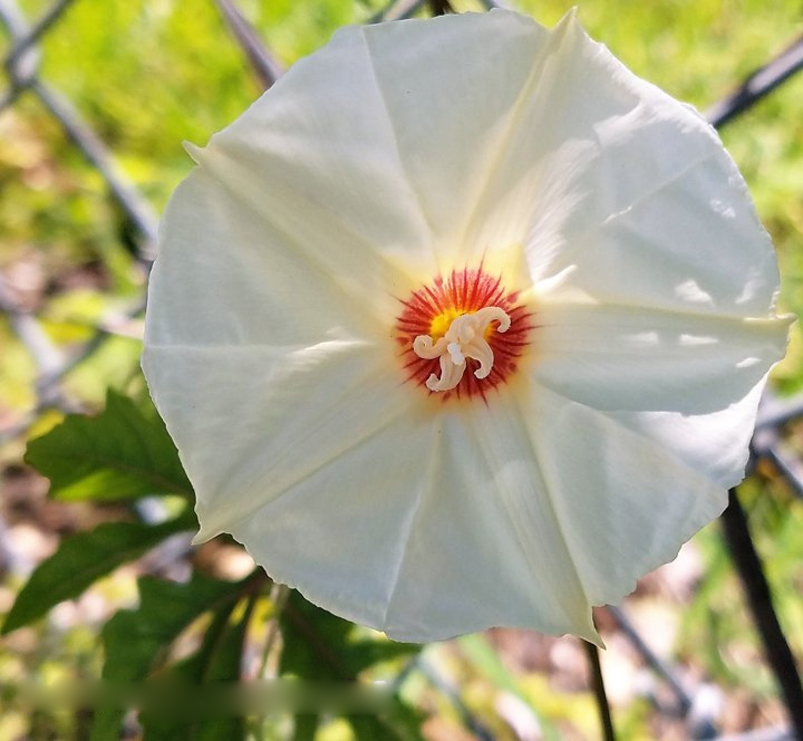 Merremia dissecta - Cutleaf Morning Glory, Alamo Vine, Noyau Vine ...