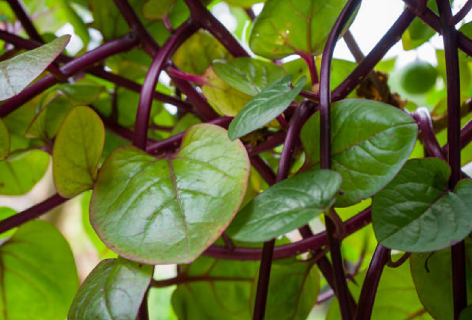 Basella alba var. rubra - Red Ceylon Spinach, Red-stemmed Malabar ...