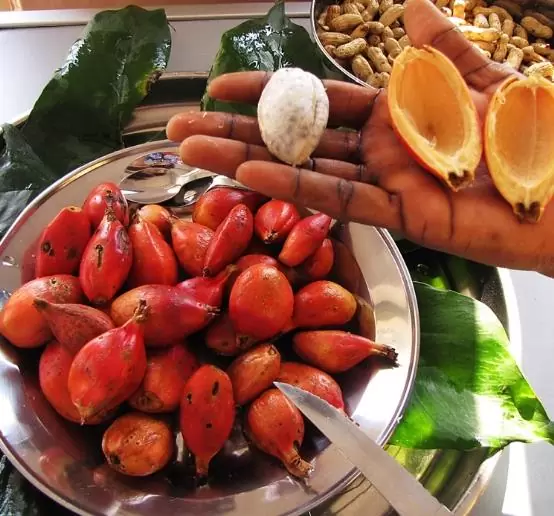 Aframomum alboviolaceum - ginguenga, jinguenga, beans of paradise ...