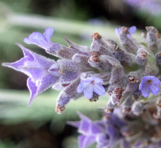 Lavandula dentata var. dentata 'Royal Crown' - Lavender, french ...