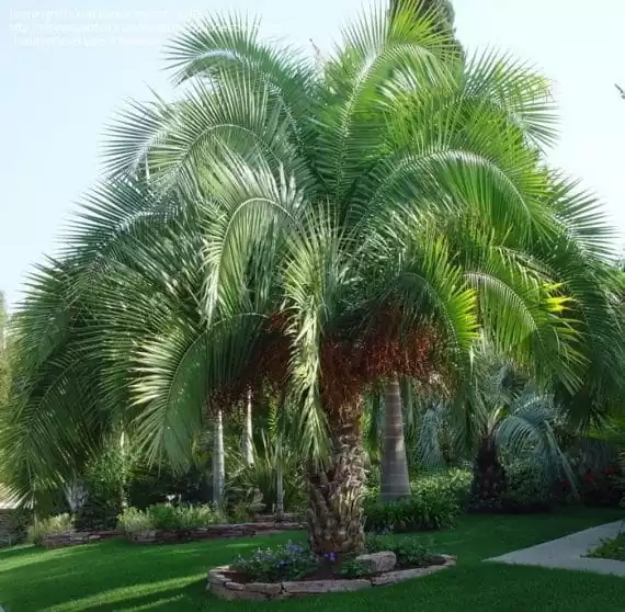 Phoenix rupicola - Cliff Date Palm - Quinta dos Ouriques