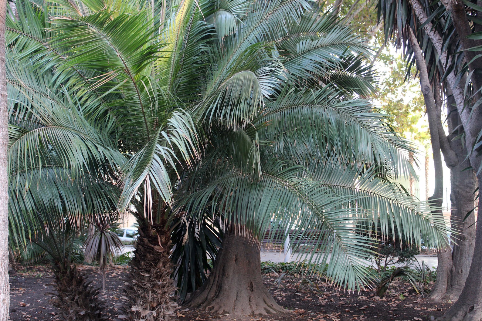 Phoenix rupicola - Cliff Date Palm - Quinta dos Ouriques