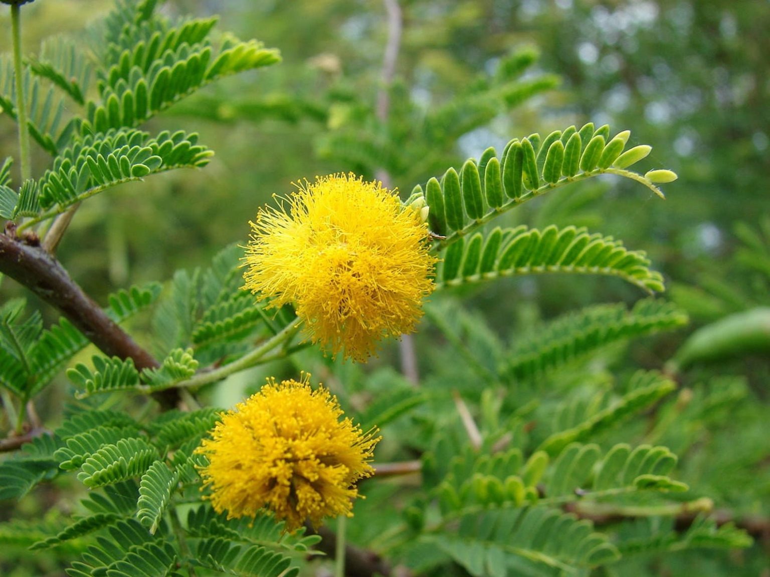 Vachellia farnesiana (Acacia farnesiana) – Sweet Acacia, Huisache, or ...