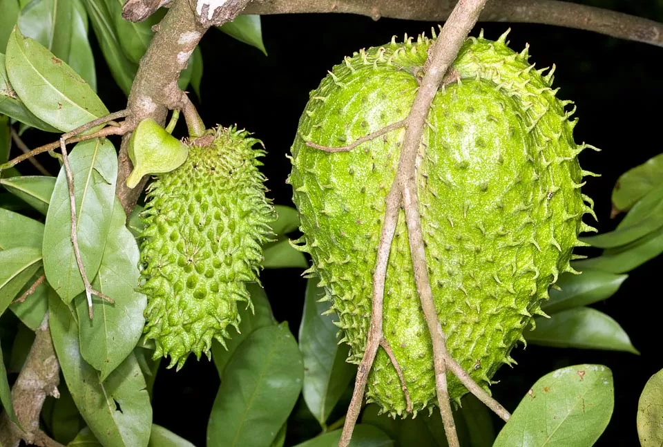 Annona muricata - Soursop, Graviola, Guyabano, Guanabana, Prickly Custard Apple, Durian Belanda ...