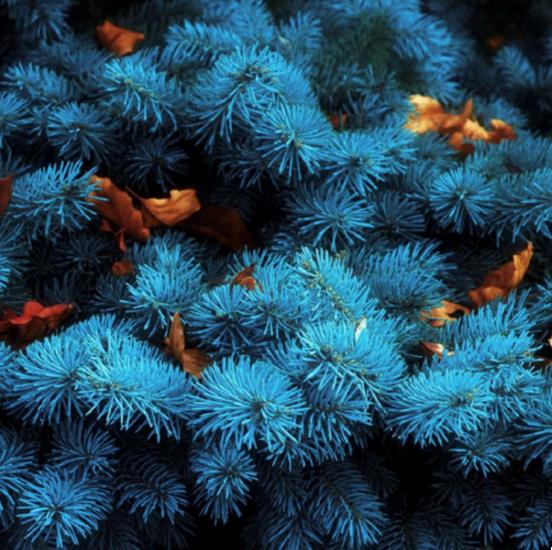 Cedro Azul Del Atlas