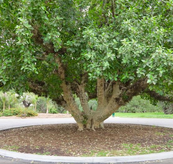 Ficus racemosa - Goolar, Cluster fig tree - Quinta dos Ouriques