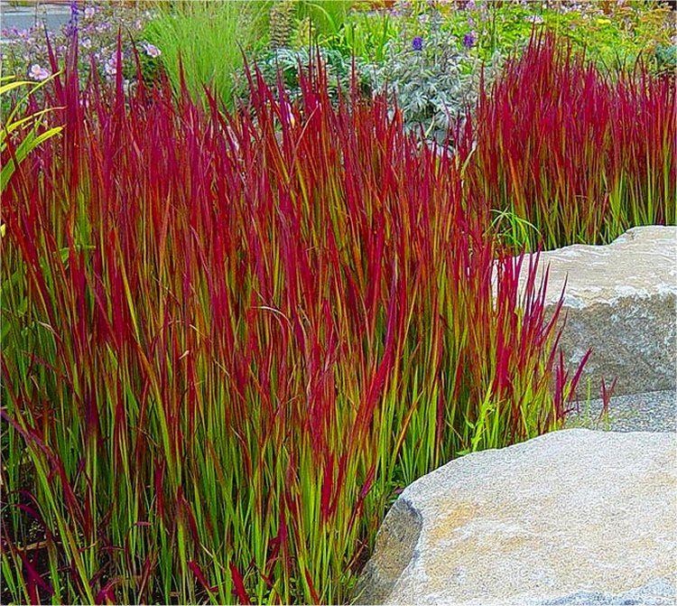 Imperata Cylindrica Kunai Grass Blady Grass Satintail Spear Grass Sword Grass Thatch