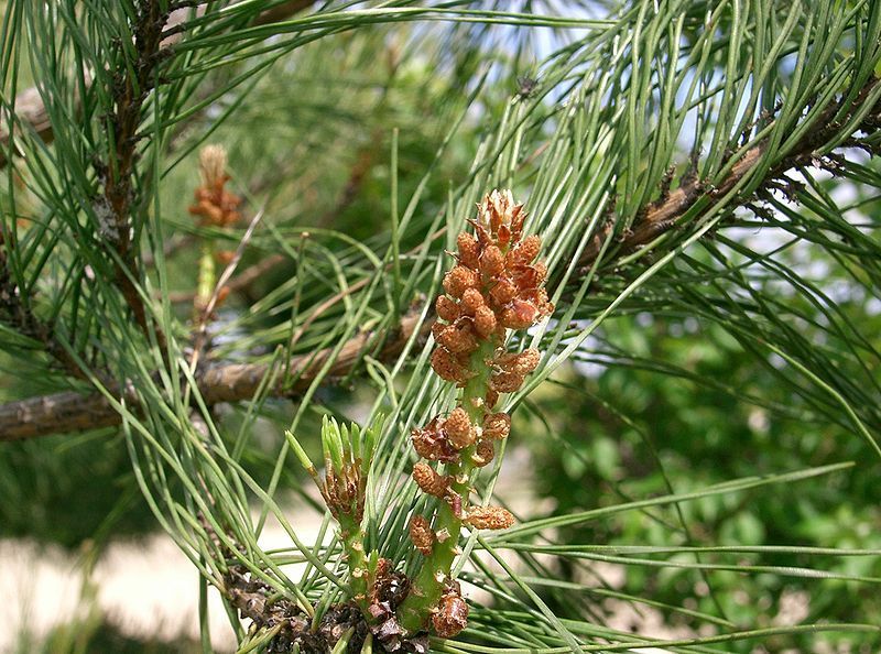 Pinus densiflora - Red japanese pine tree, japanese red pine, akamatsu ...