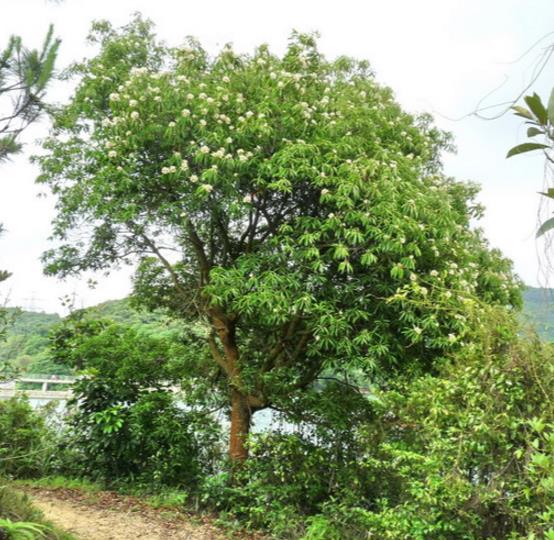 Schima Superba - Schima, needlewood - Quinta dos Ouriques