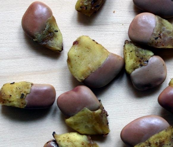 Schotia Brachypetala - Drunken Parrot Tree, Weeping Boerbean, African ...