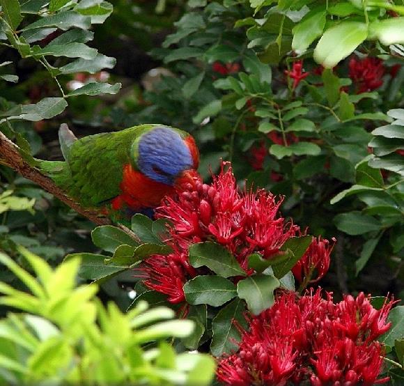 Schotia Brachypetala - Drunken Parrot Tree, Weeping Boerbean, African ...