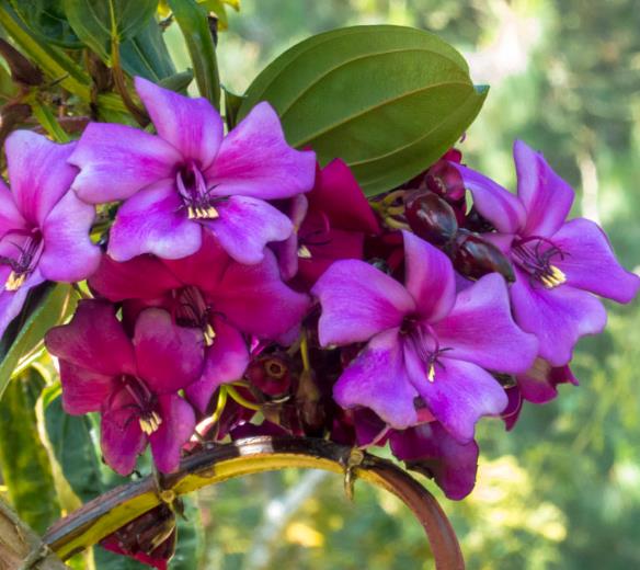 Meriania nobilis - Motley Meriania, Manacá Colombiano, Meriania ...