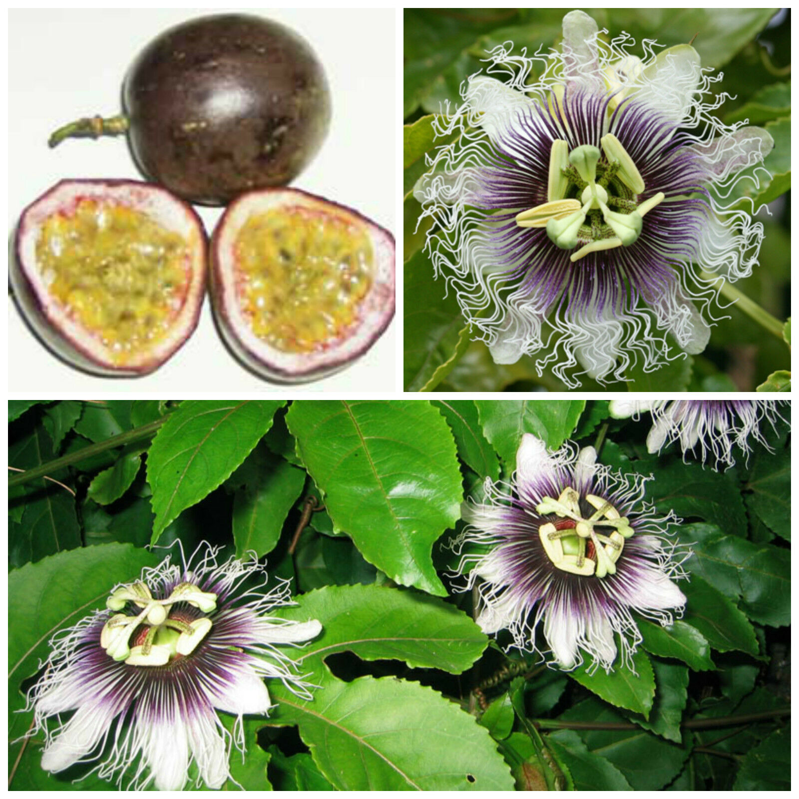Passiflora edulis f. edulis – Gulupa Passionflower Maracuja, Chulupa, Sweet Purple Passion Fruit ...