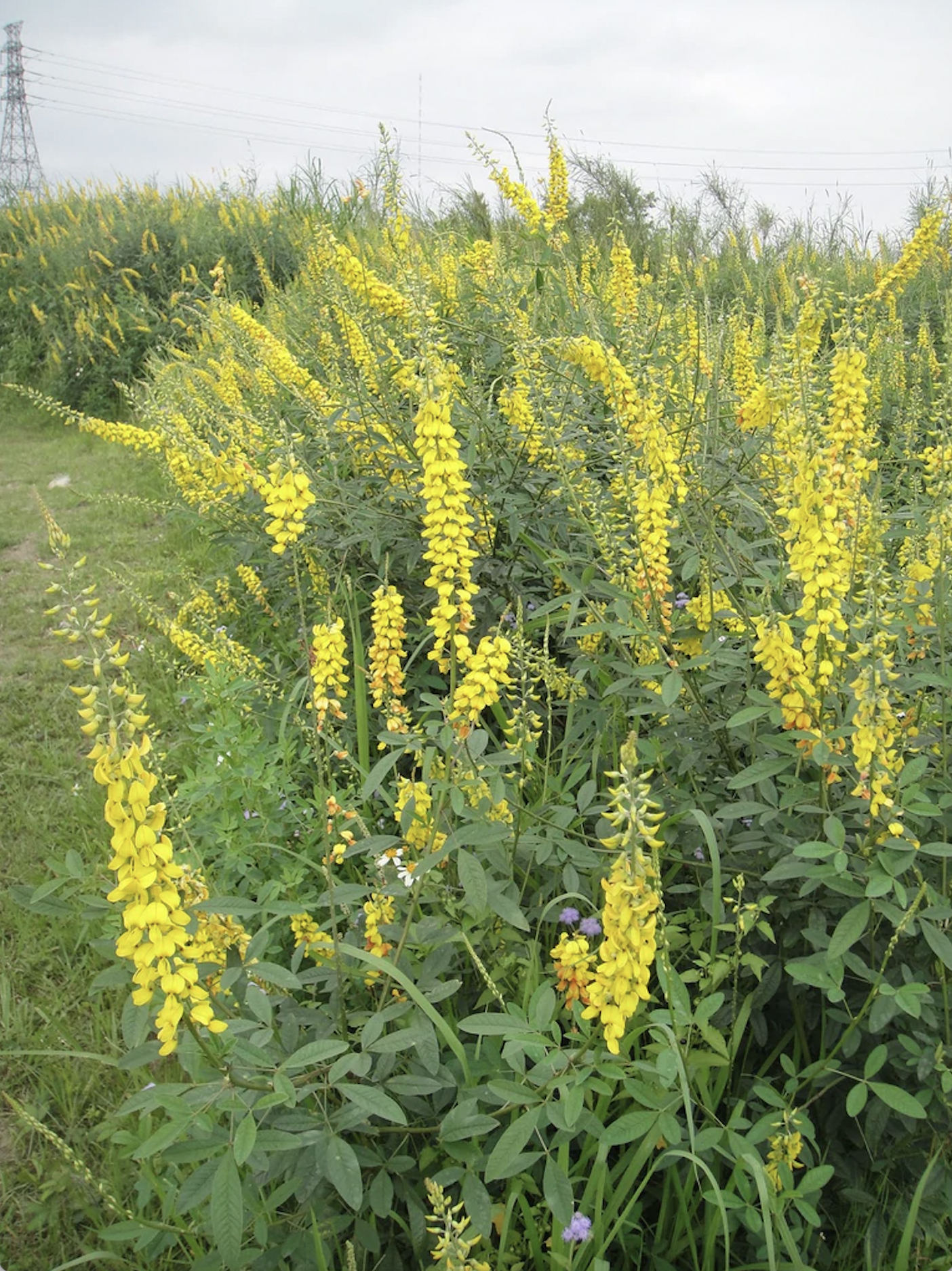 Crotalaria pallida - Smooth crotalaria, Ajaemile, Striped Crotalaria ...