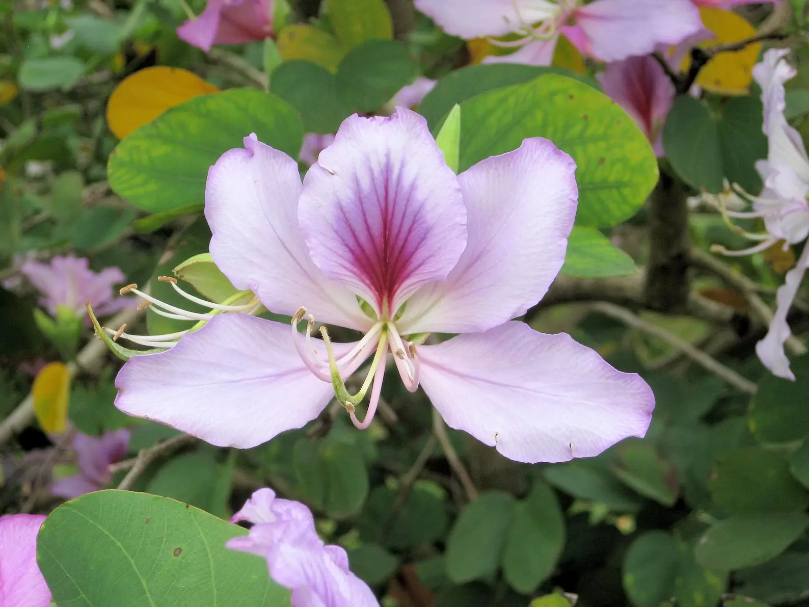 Bauhinia variegata - Pink Orchid Tree - Quinta dos Ouriques