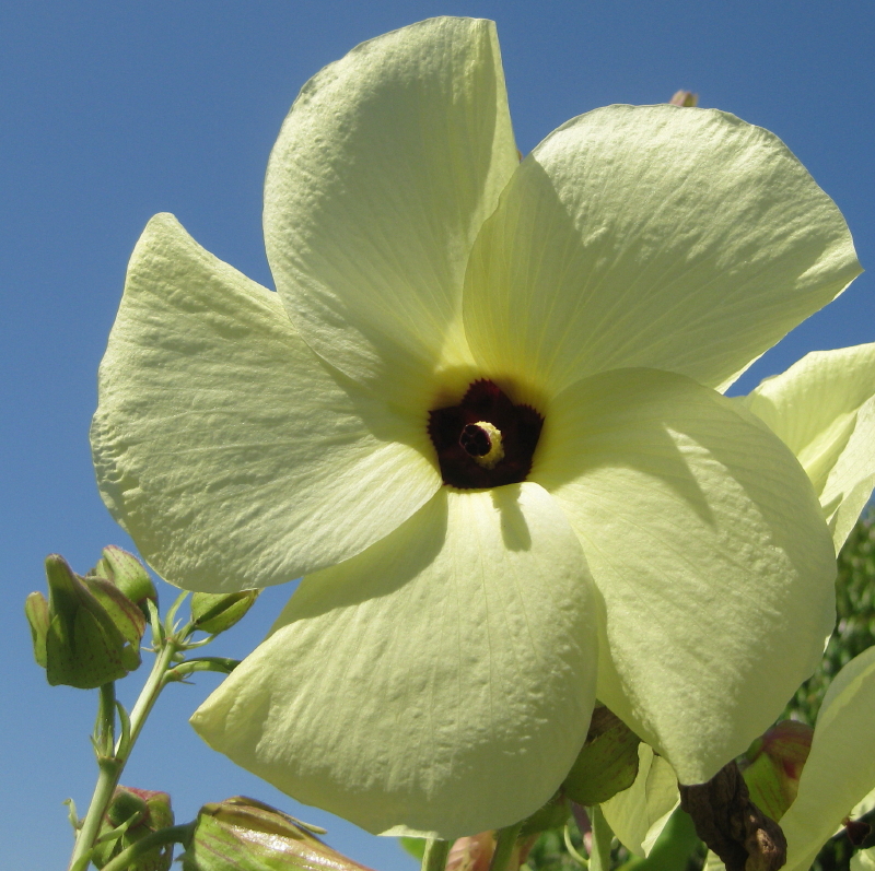 Abelmoschus manihot / Hibiscus manihot - Aibika, Muskmallow, Sunset ...