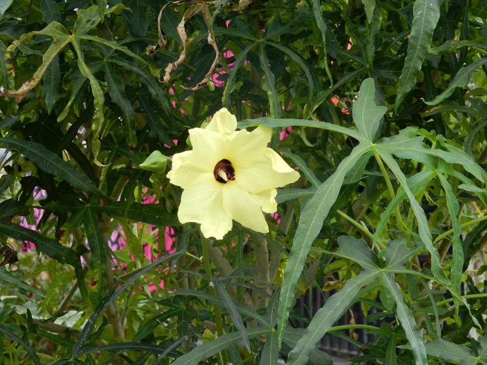 Abelmoschus manihot / Hibiscus manihot - Aibika, Muskmallow, Sunset Hibiscus, Hibiscus Maniho ...