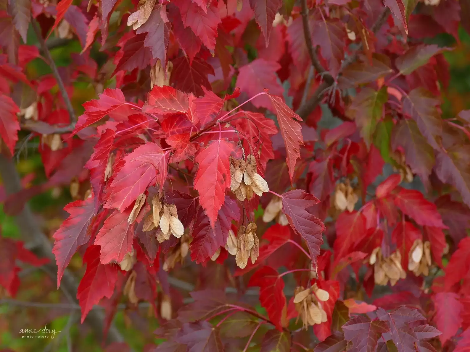 Acer tataricum subsp. ginnala - Amur maple, Amur Flame Acer - Quinta ...