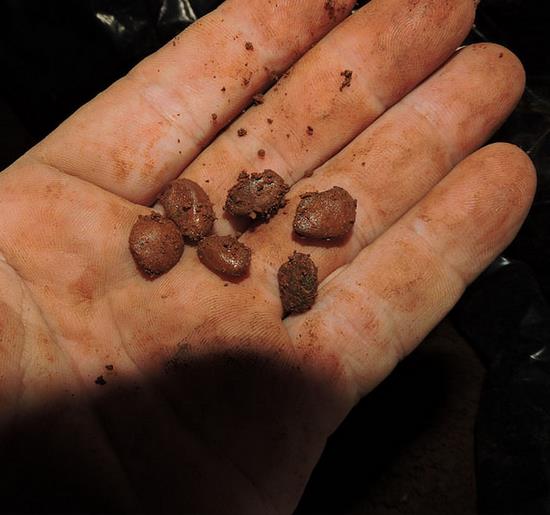 Alibertia patinoi / Borojoa patinoi - Borojó, Borojo - Quinta dos Ouriques