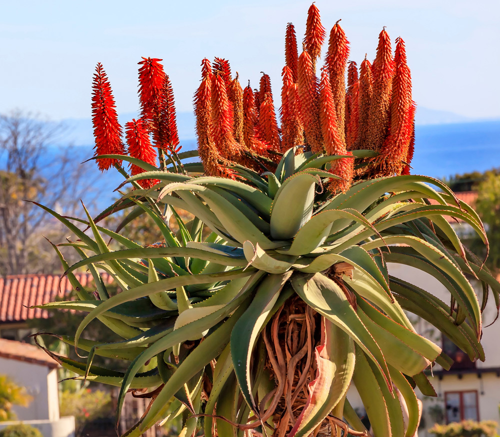 Aloe barberae - Aloe tree, giant baby of africa - Quinta dos Ouriques