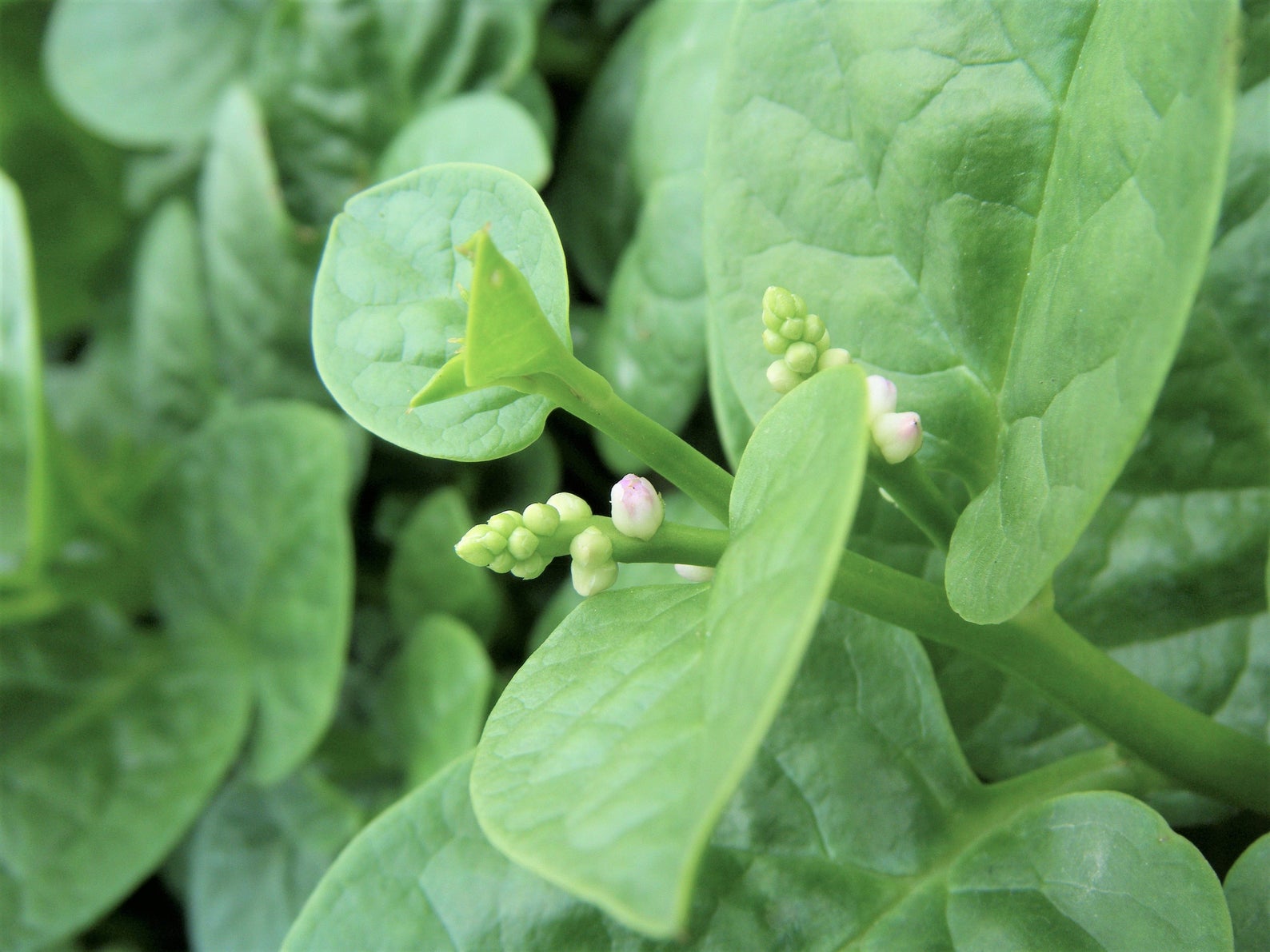 Basella alba - Malabar spinach, Vine spinach, Ceylon spinach - Quinta ...