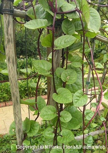 Basella alba var. rubra - Red Ceylon Spinach, Red-stemmed Malabar ...