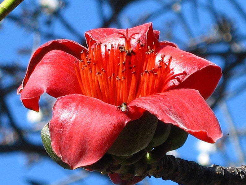 Bombax ceiba - Red Cotton Tree, Silk Cotton Tree, Simal, Kapok, Bombax ...