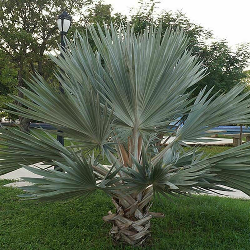 Brahea armata - Mexican blue palm tree - Quinta dos Ouriques